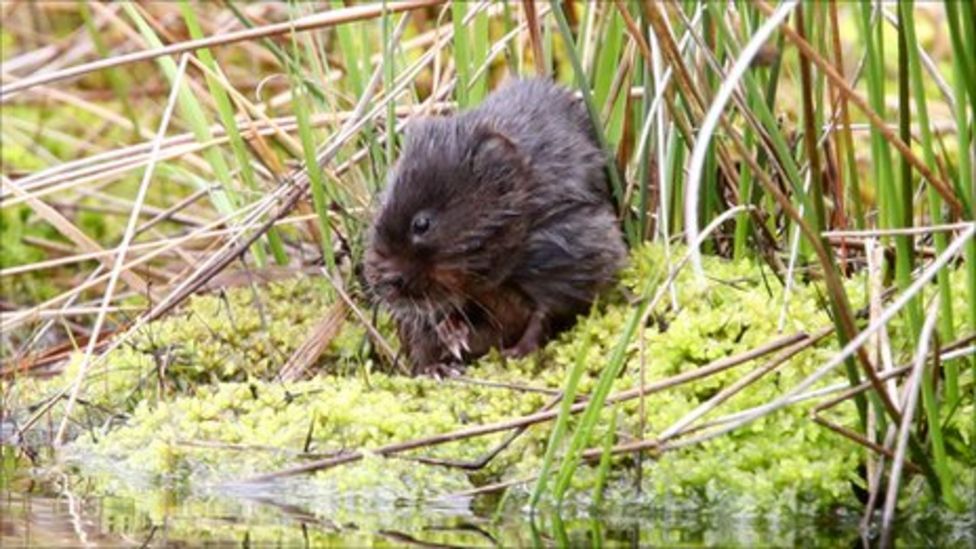 Snack tubes aid water vole conservation work - BBC News