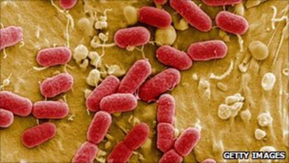 Q&A: E. coli outbreak - BBC News Q&A: E. coli outbreak - BBC News
