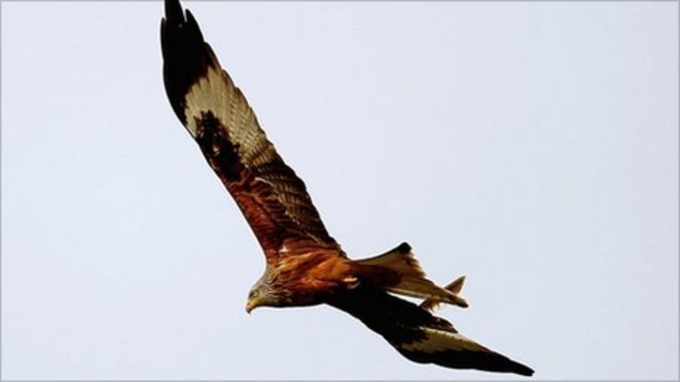 Red kite 30-year Chilterns project a 'conservation success' - BBC News