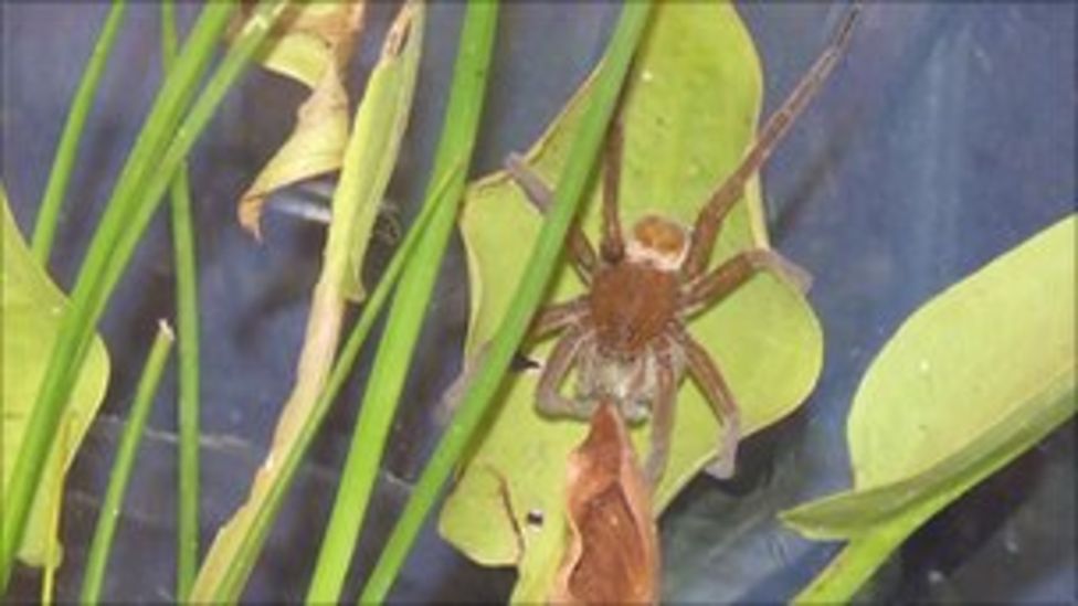 Rare fen raft spiders released at Suffolk fen - BBC News