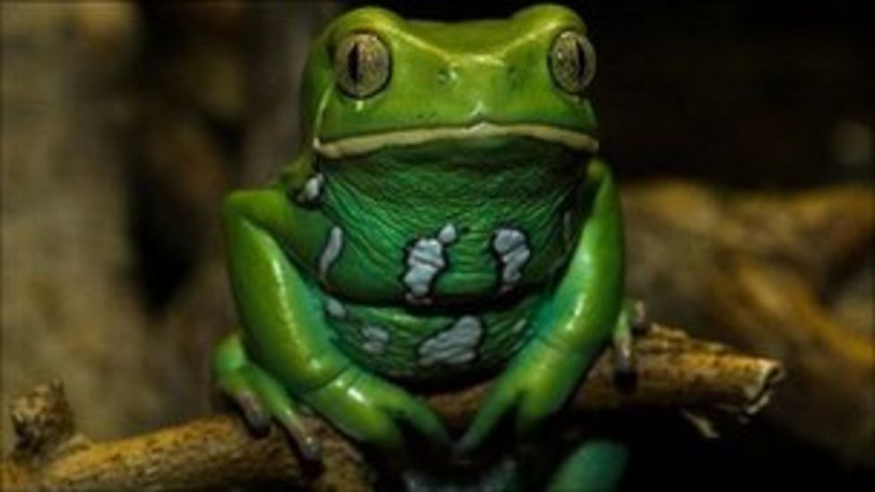 Queens University award for frog skin cancer research - BBC News