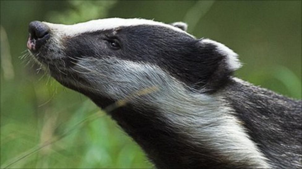Badger caught in trap 'illegally' set by hunt master - BBC News