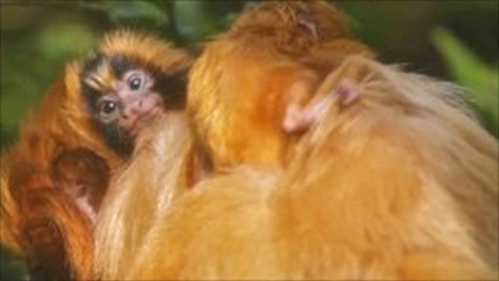 Drusillas Park chooses 'endangered' name Nigel for rare monkey - BBC News