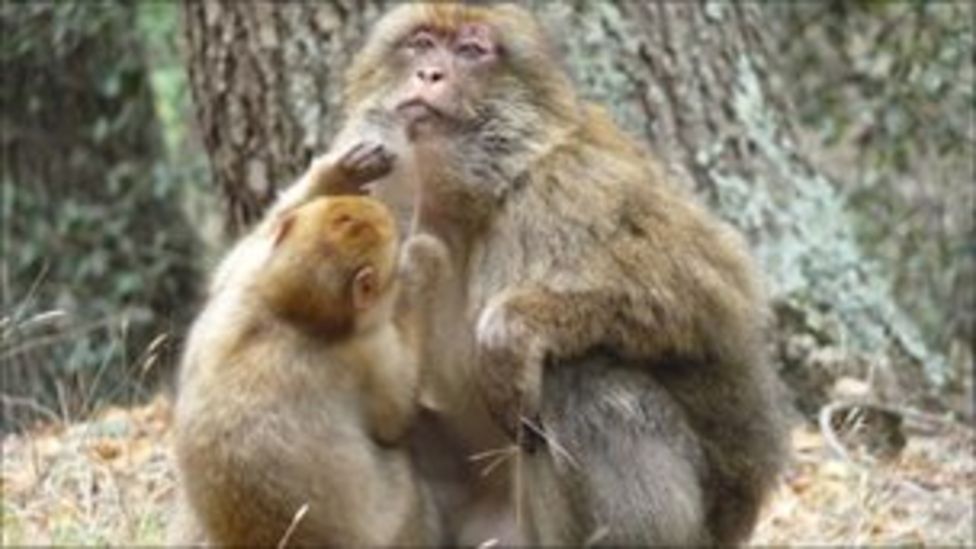 Monkey behaviour offers clues to conflict management - BBC News