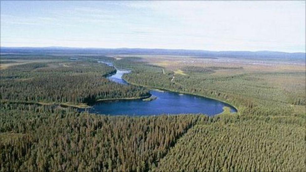 Trees 'shield vulnerable species from climate change' - BBC News