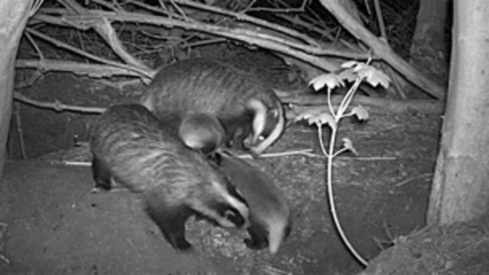 Exposing the badger's social life - BBC News