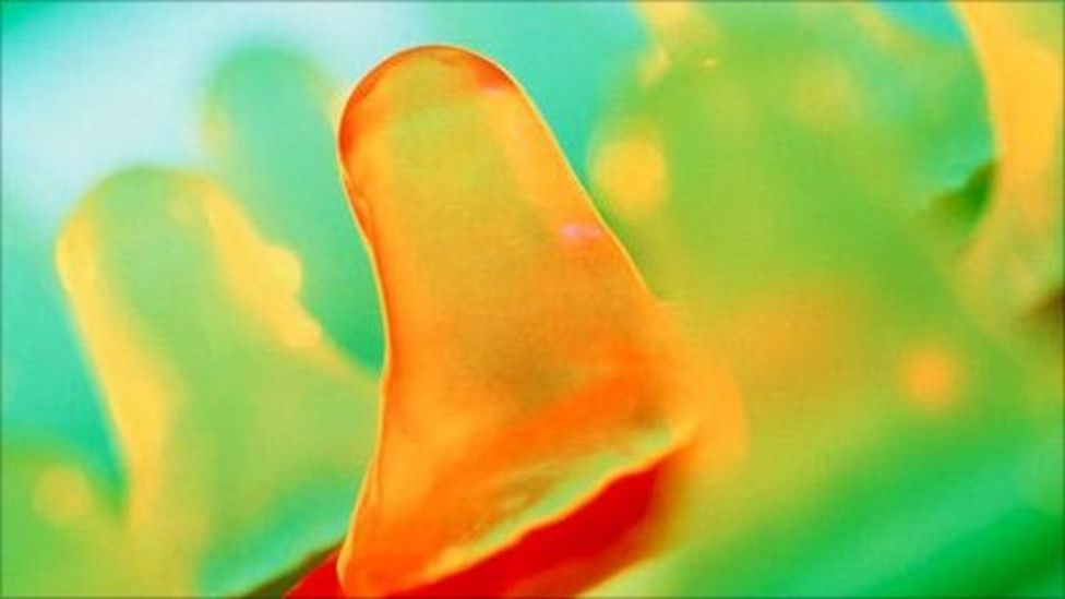 Chlamydia vaccine 'shows promise' - BBC News