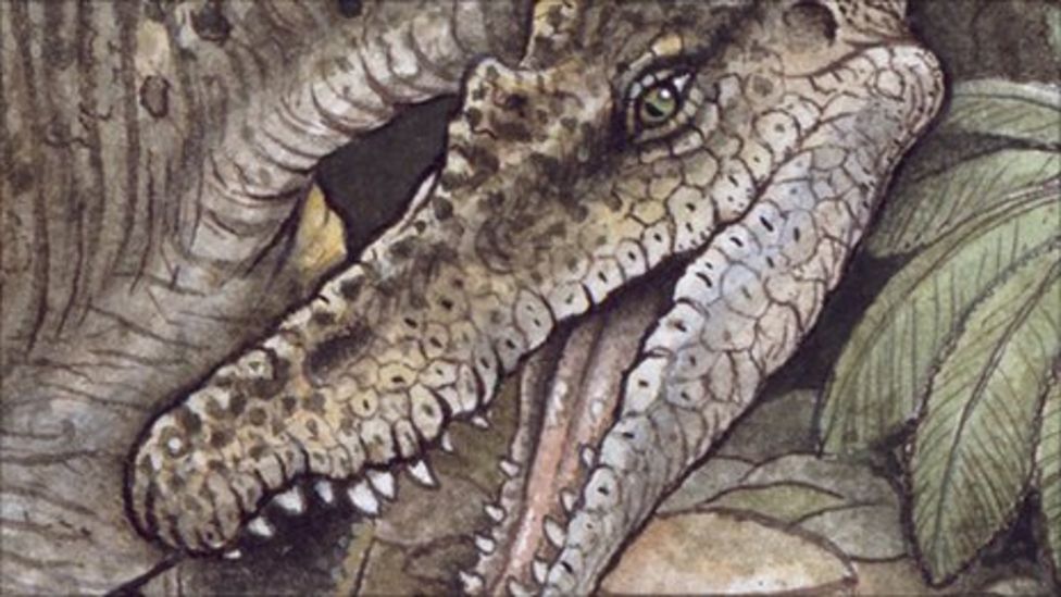 Elaphrosaur: Rare dinosaur identified in Australia - BBC News