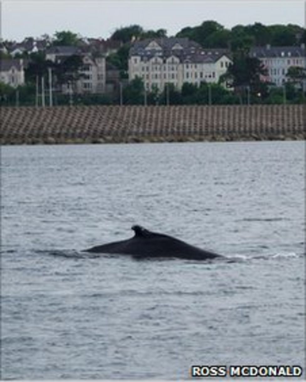Humpback whale makes rare visit to Northern Ireland - BBC News