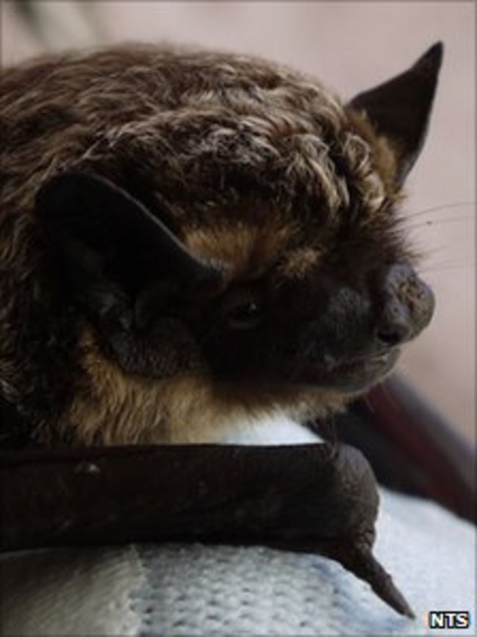 Rare vagrant parti-coloured bat found on Arran - BBC News