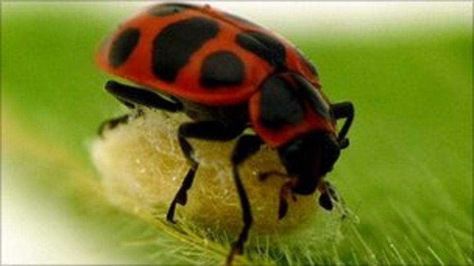 Ladybird made into 'zombie' bodyguard by parasitic wasp - BBC News