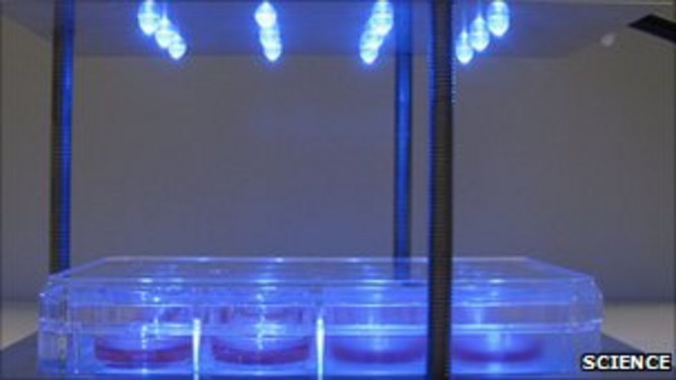 Researchers switch on genes with blue pulse - BBC News