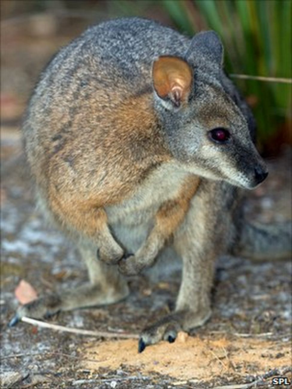 'Gas-less' kangaroo secret sniffed out - BBC News