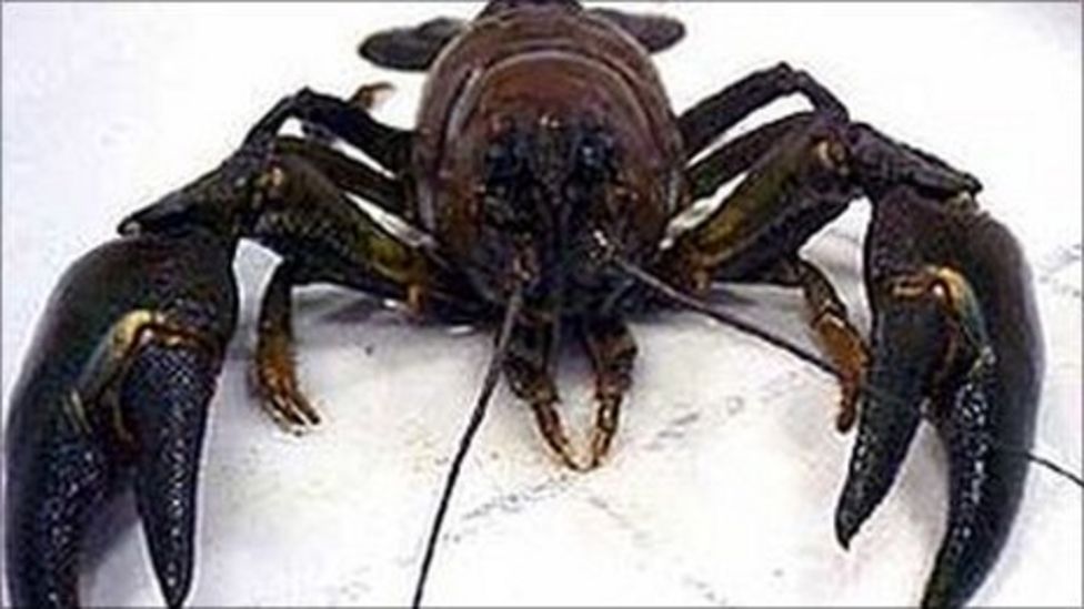 'Highly invasive' American crayfish in River Gaunless - BBC News