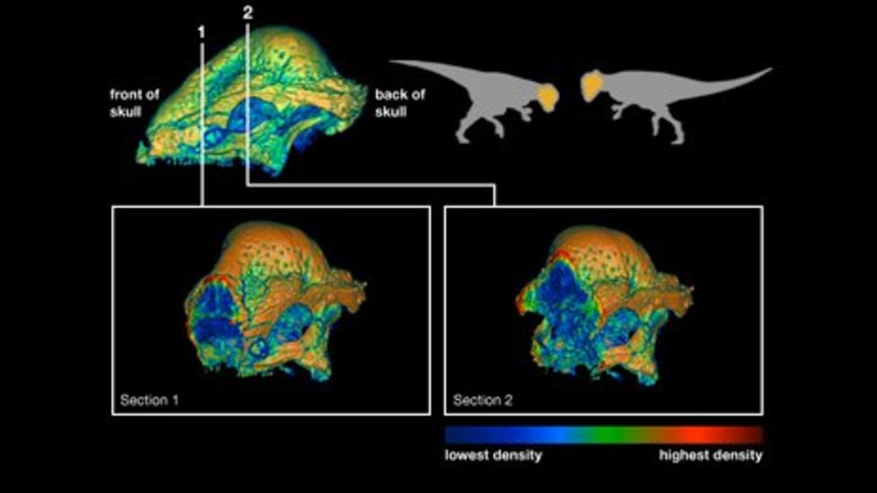 Dinosaurs were animal world's top bone heads - BBC News