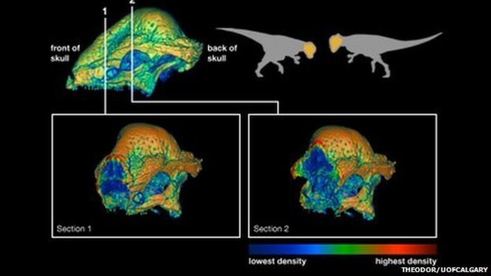Dinosaurs used to head-butt each other! - BBC Newsround