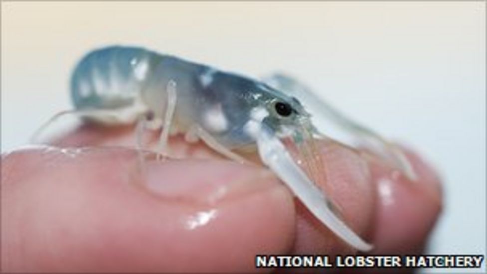 Baby lobsters released on to Weymouth Bay reef - BBC News
