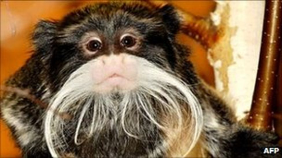 Paignton monkey, Didius, flown to New Zealand to breed - BBC News