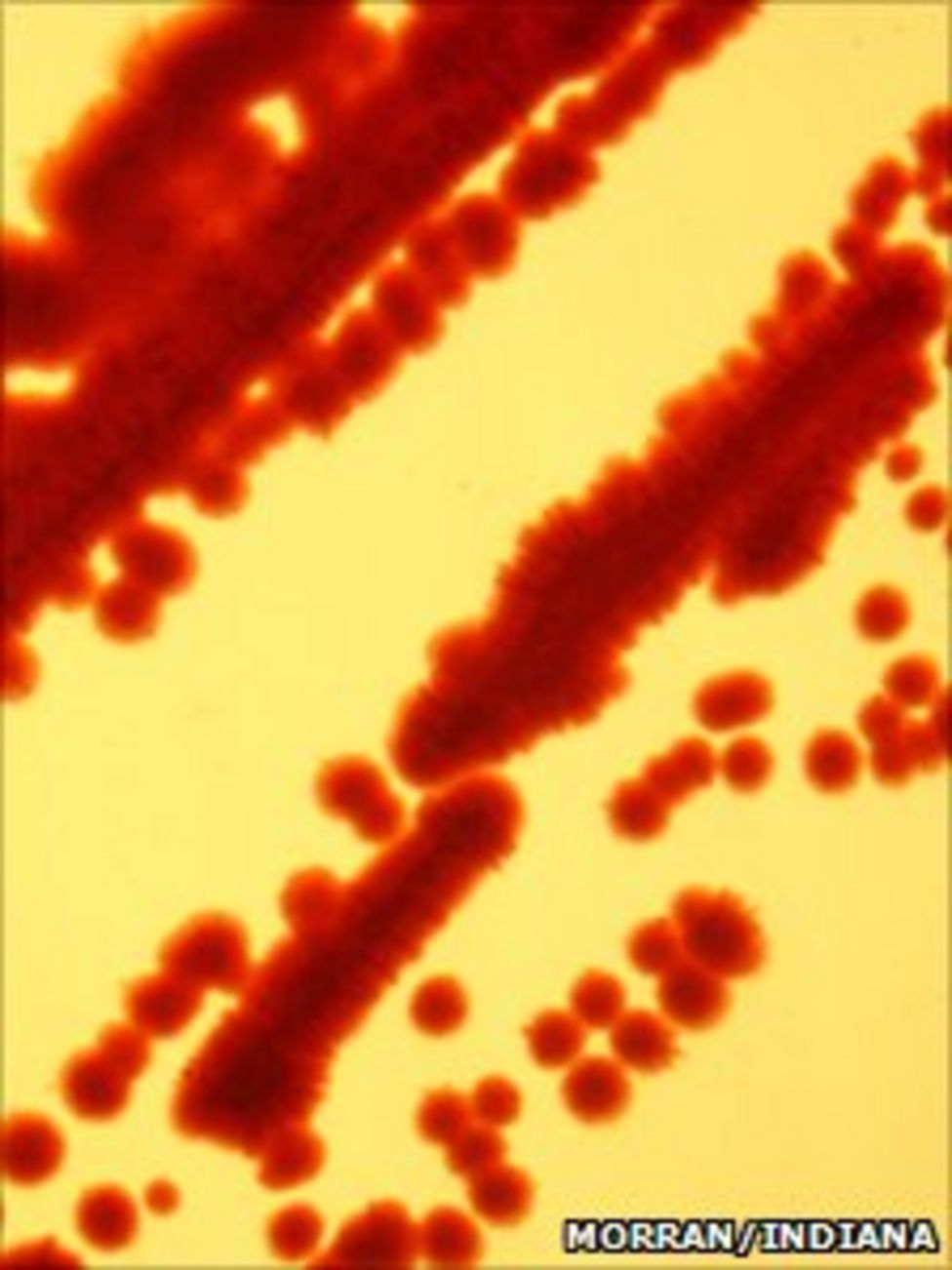 Worms' sex life yields advantage over parasites - BBC News