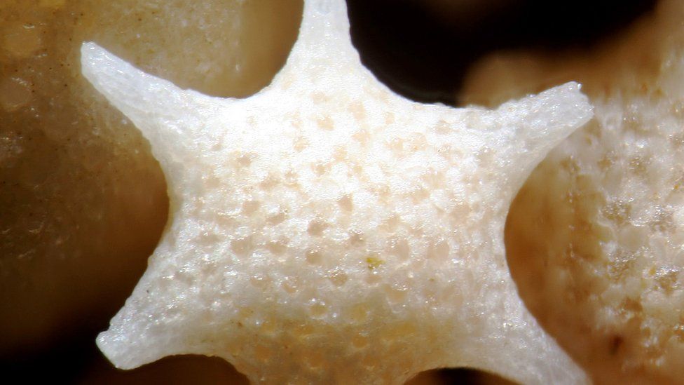 Mega close-up pictures of sand! - BBC Newsround