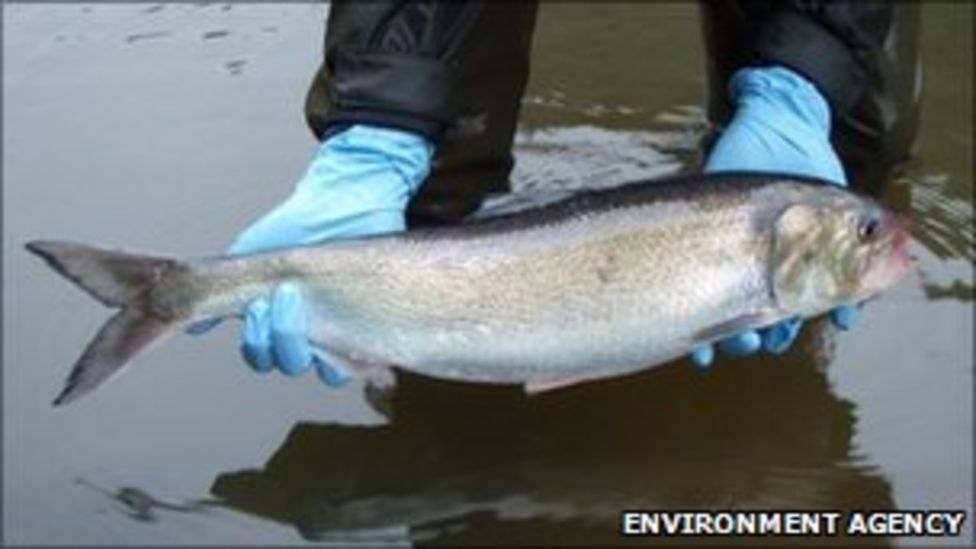 Allis shad returning to Tamar estuary - BBC News