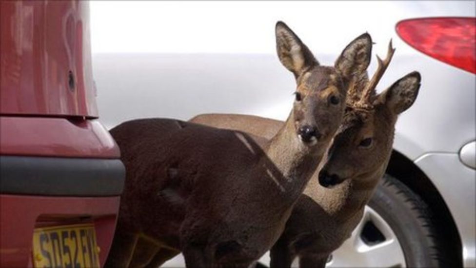Petition to stop lonely deer shooting attracts 120,000 names - BBC News