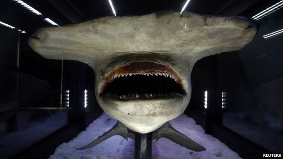 Great hammerhead highlights shark conservation - BBC Newsround