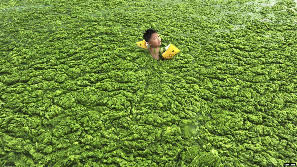 Pictures: Algae turns the sea green in eastern China - BBC Newsround
