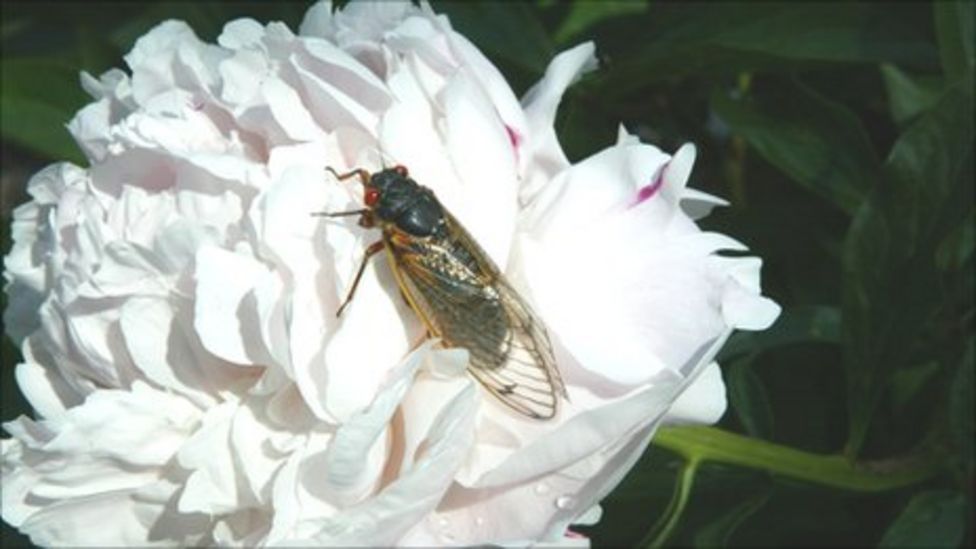 Largest known prime number discovered in Missouri - BBC News