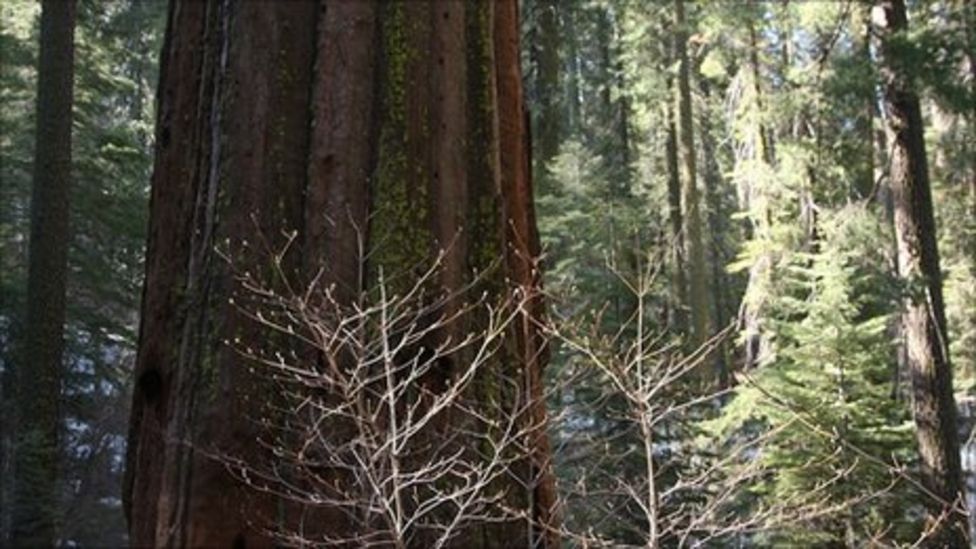 UK scientists discover world's tallest tropical tree - BBC News