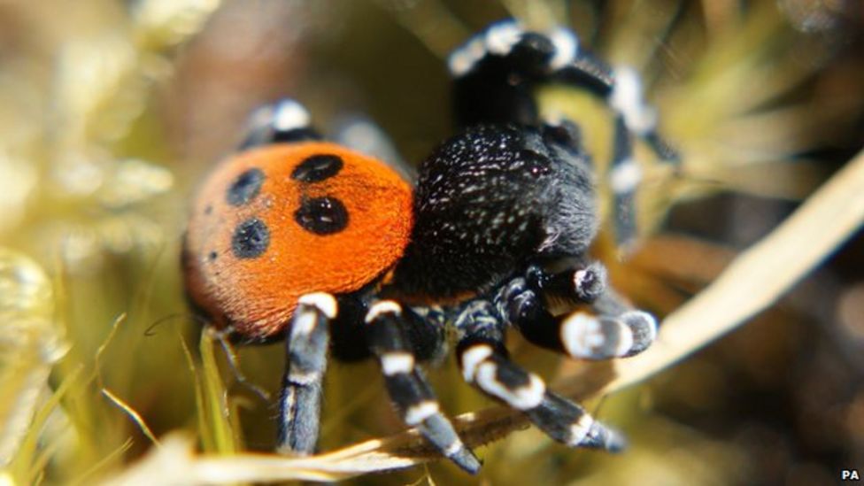 Rare ladybird spiders move home in plastic bottles - BBC Newsround