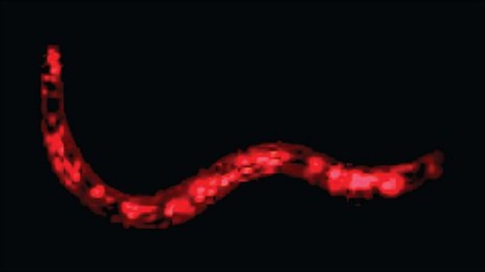 Prototype paper test can detect Ebola strains - BBC News