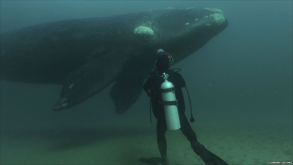 Pictures of giant whales up close! - BBC Newsround