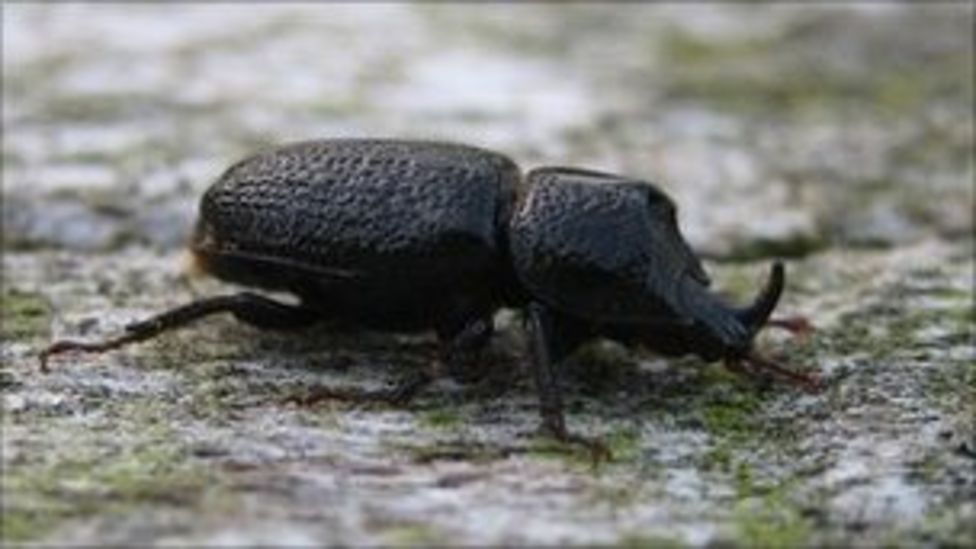 Rhino beetle discovery prompts 'safari on the Solway' - BBC News