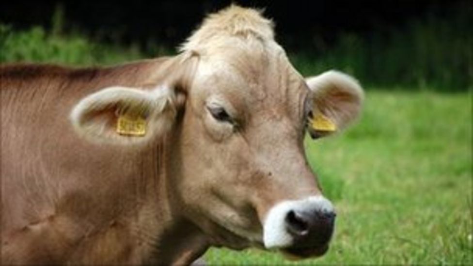 Pedometers to record Cumbria cows' behaviour - BBC News