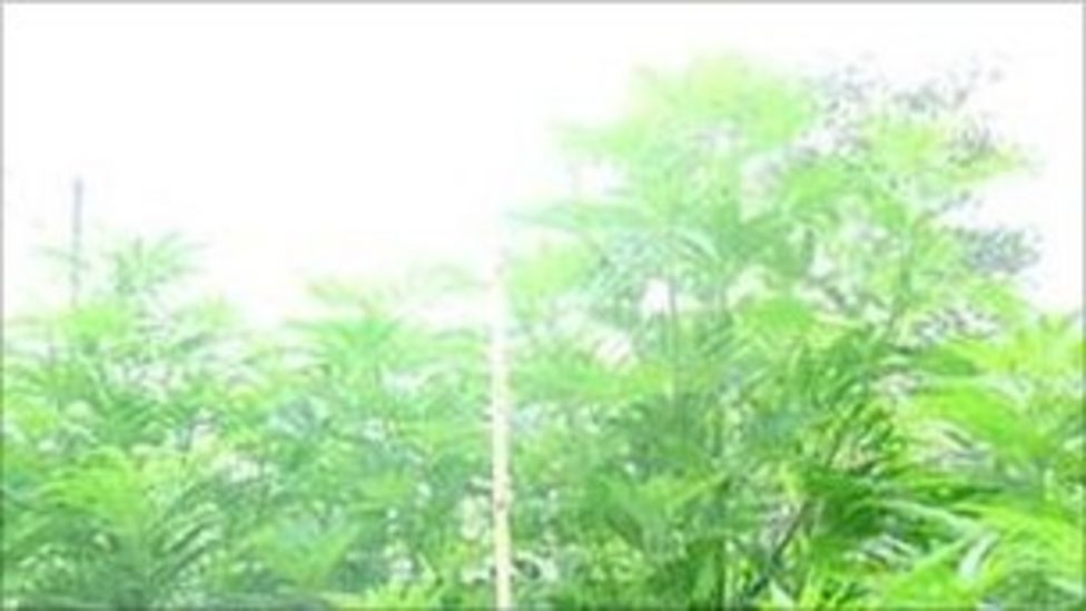 Giant cannabis plants found in garden in Taunton - BBC News