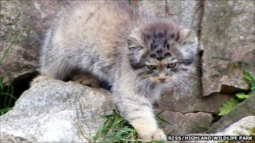 Pallas's cat kittens unveiled at Highland Wildlife Park - BBC News