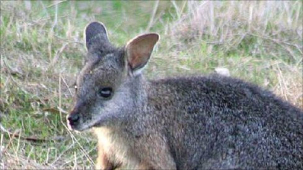 Giant Kangaroos Walked On Two Feet Bbc News