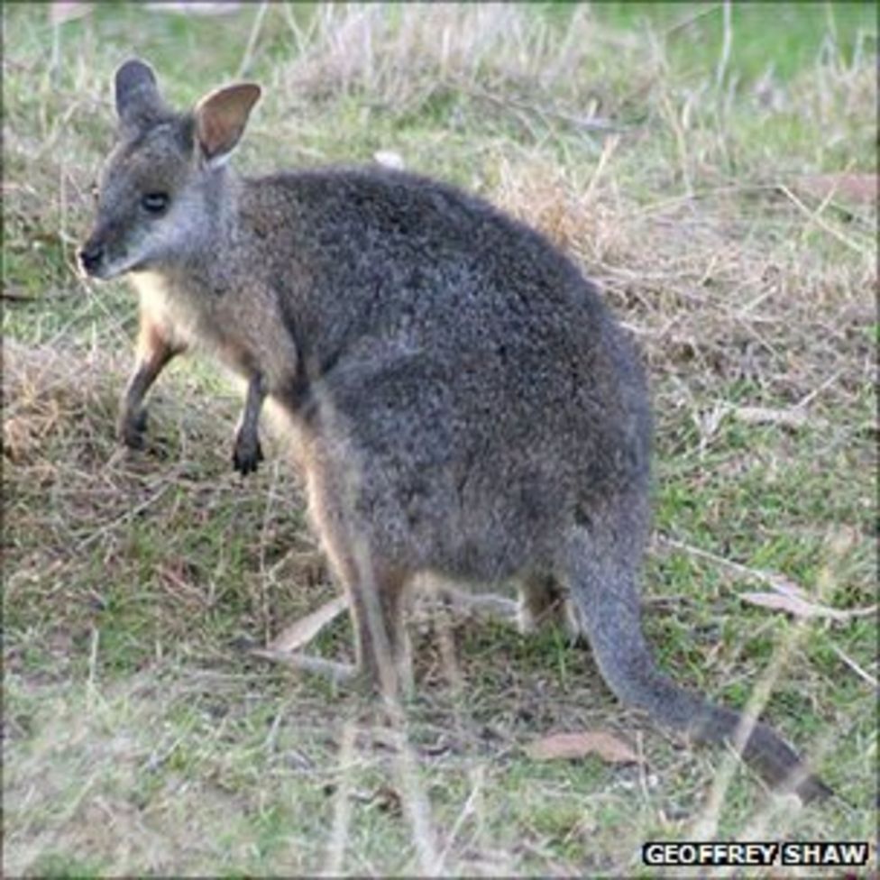 Newly sequenced DNA - how the kangaroo got its bounce - BBC News