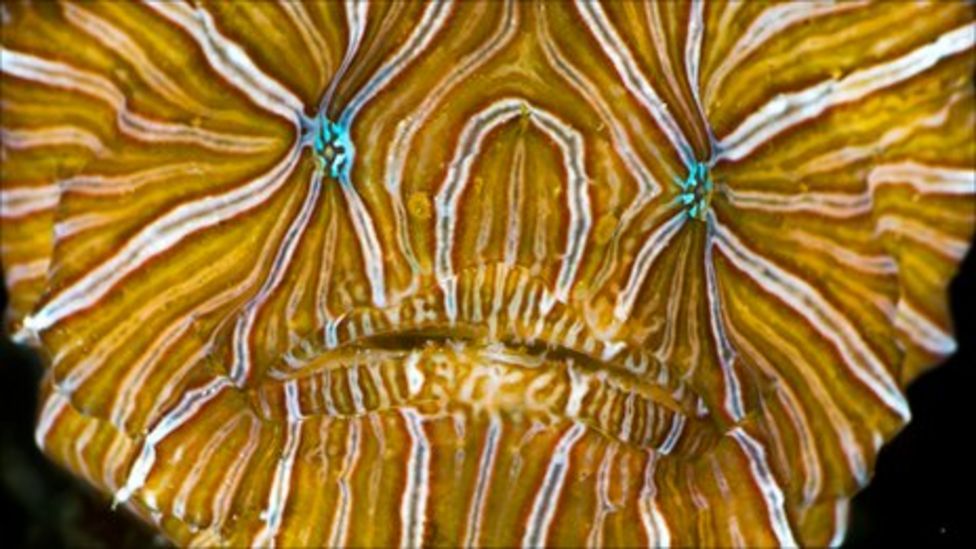 Is this hairy crab the newest species found in the UK? - BBC News