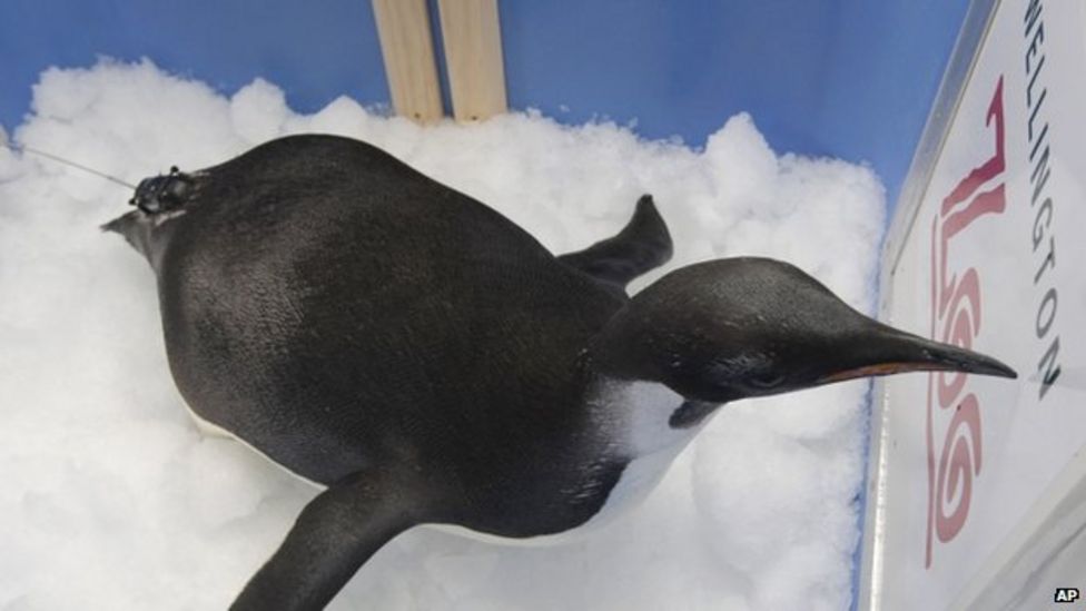 Lost penguin starts journey home to the Antarctic - BBC Newsround