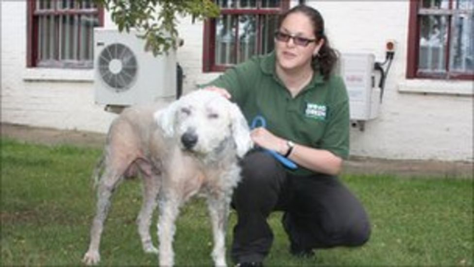 Dog neglect: 'Worst case' ever seen at Cambridgeshire centre - BBC News