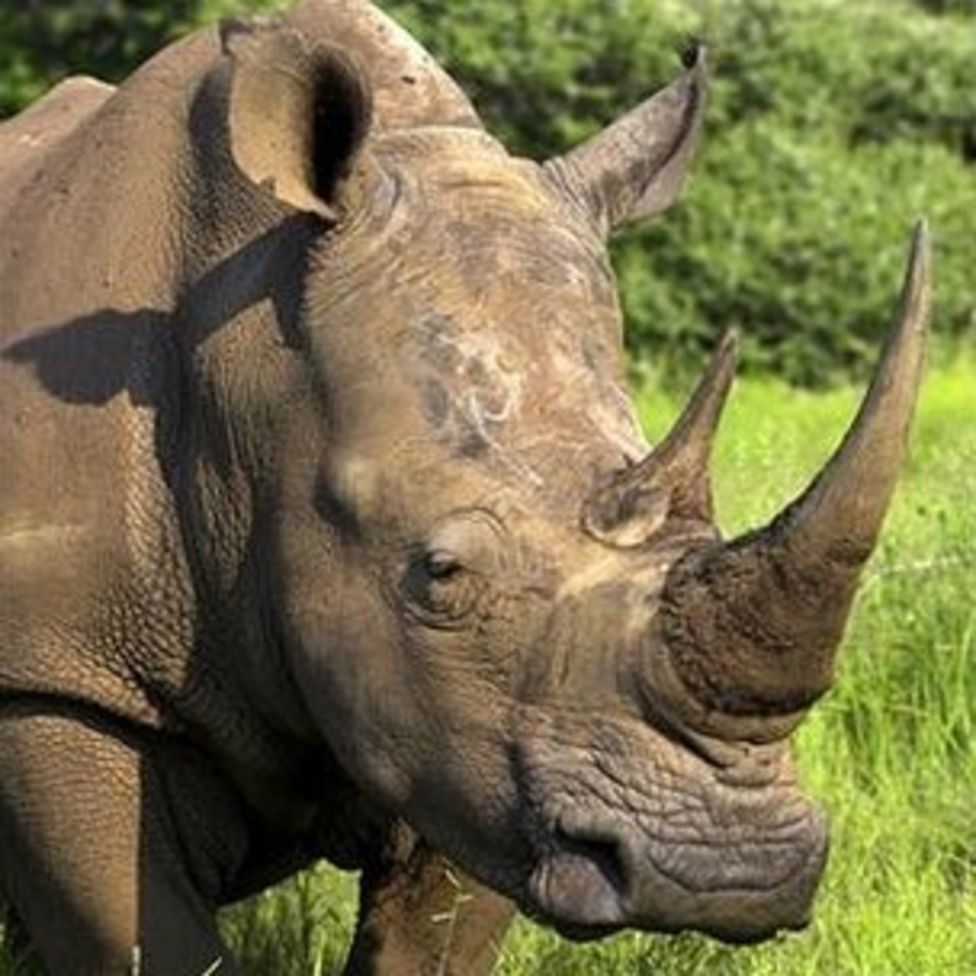 How to artificially inseminate a rhino - BBC News