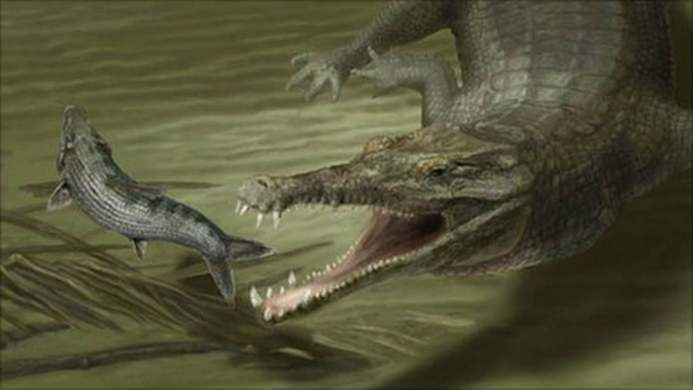 Oldest croc eggs discovered in dinosaur nest - BBC News