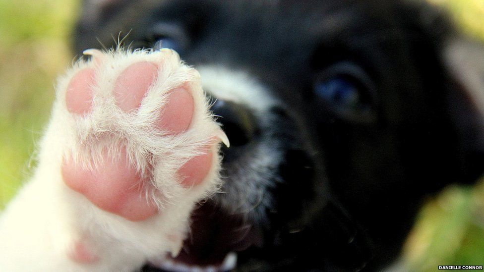 Pictures: Dog photographer of the year - BBC Newsround