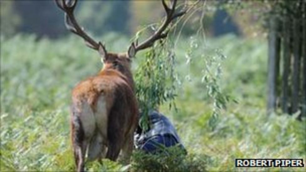 Bushy Park rutting stag attack caught on camera - BBC News