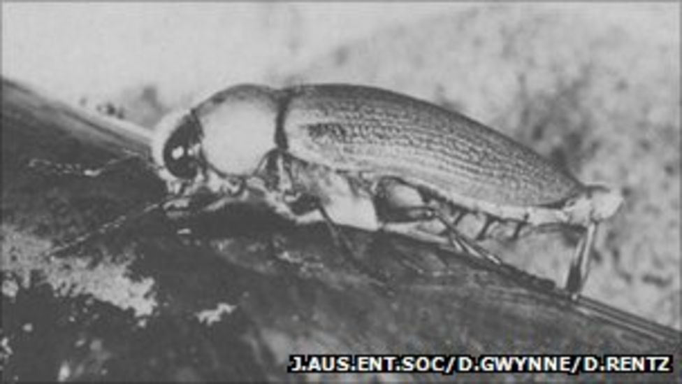 Beetle's beer bottle sex wins Ig Nobel Prize - BBC News