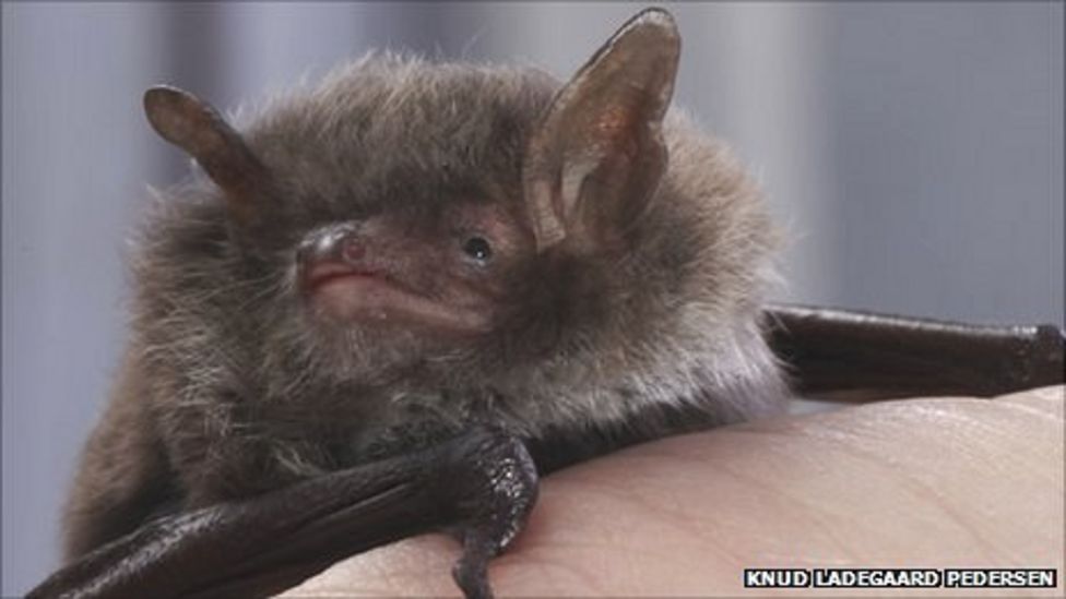 First superfast muscles in mammals help bats catch prey - BBC News