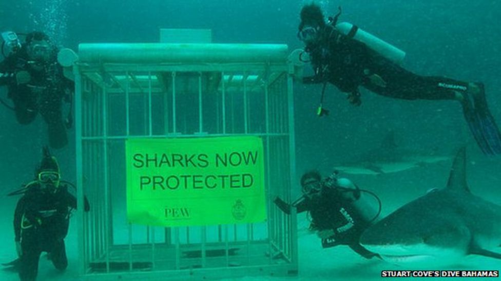 Massive new shark protection plan announced - BBC Newsround