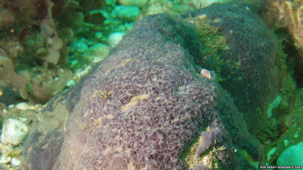 Divers find a chalk reef off the coast of Norfolk - BBC Newsround